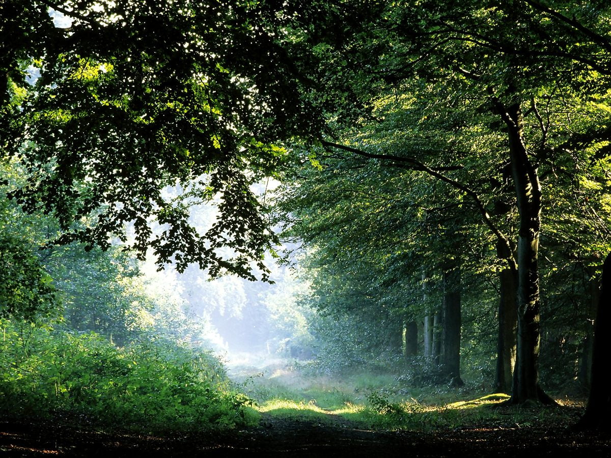 Bureaublad achtergrond Natuur, Woud, Groene 🔥 Betse afbeeldingen