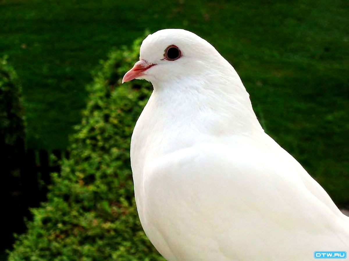 Duif achtergronden HD | Gratis afbeeldingen