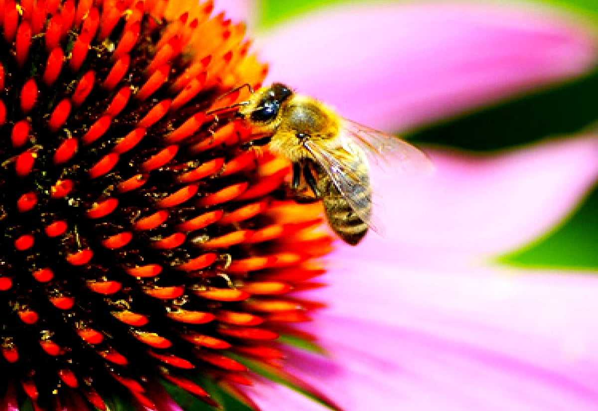 Achtergrond Honingbij, Bloemen, Insecten | Gratis achtergronden
