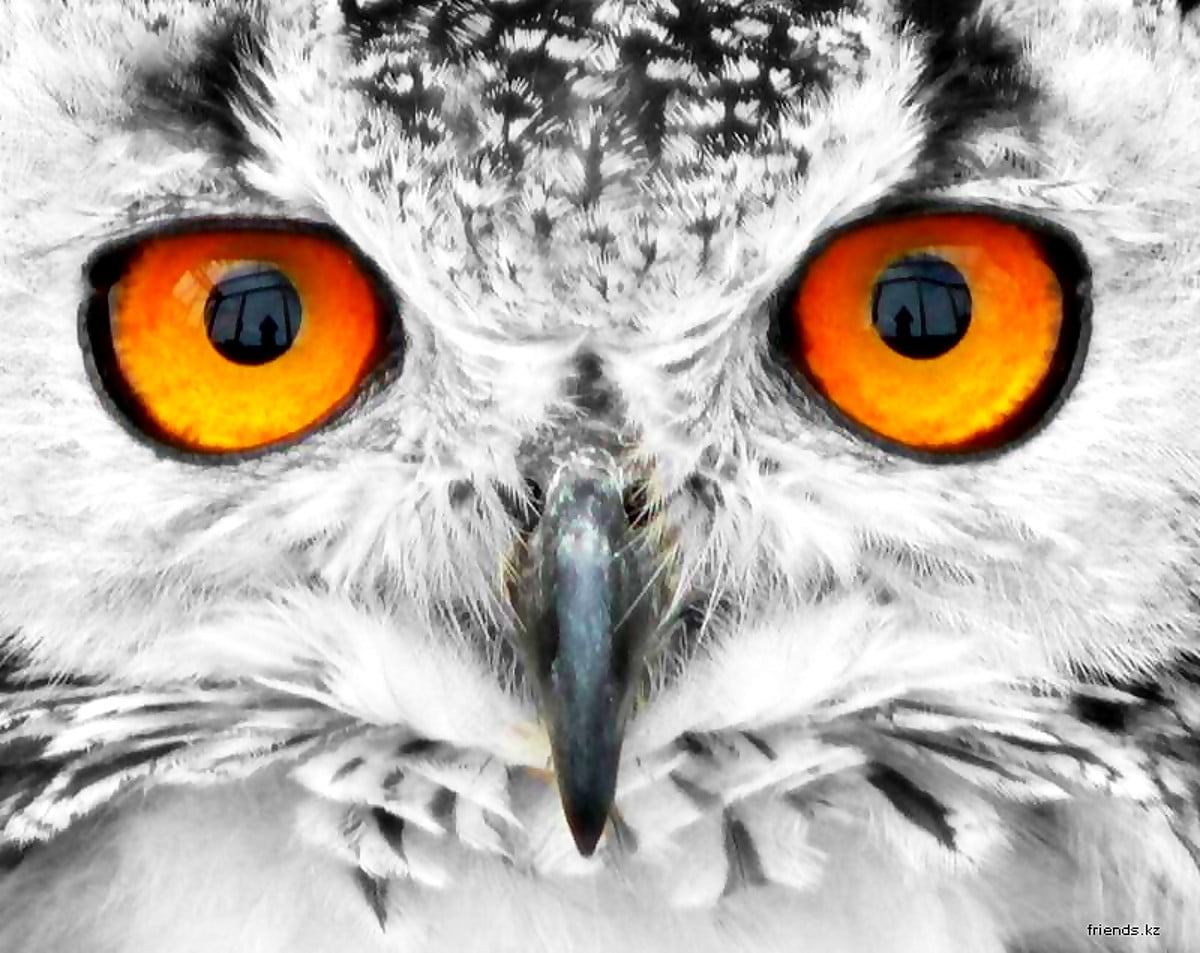 Schattige Uil Wallpaper Desktop Uil Drie Uilen Vogel Gratis