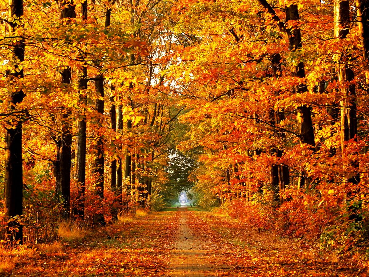 340+ 4K achtergronden Herfst | Gratis foto's