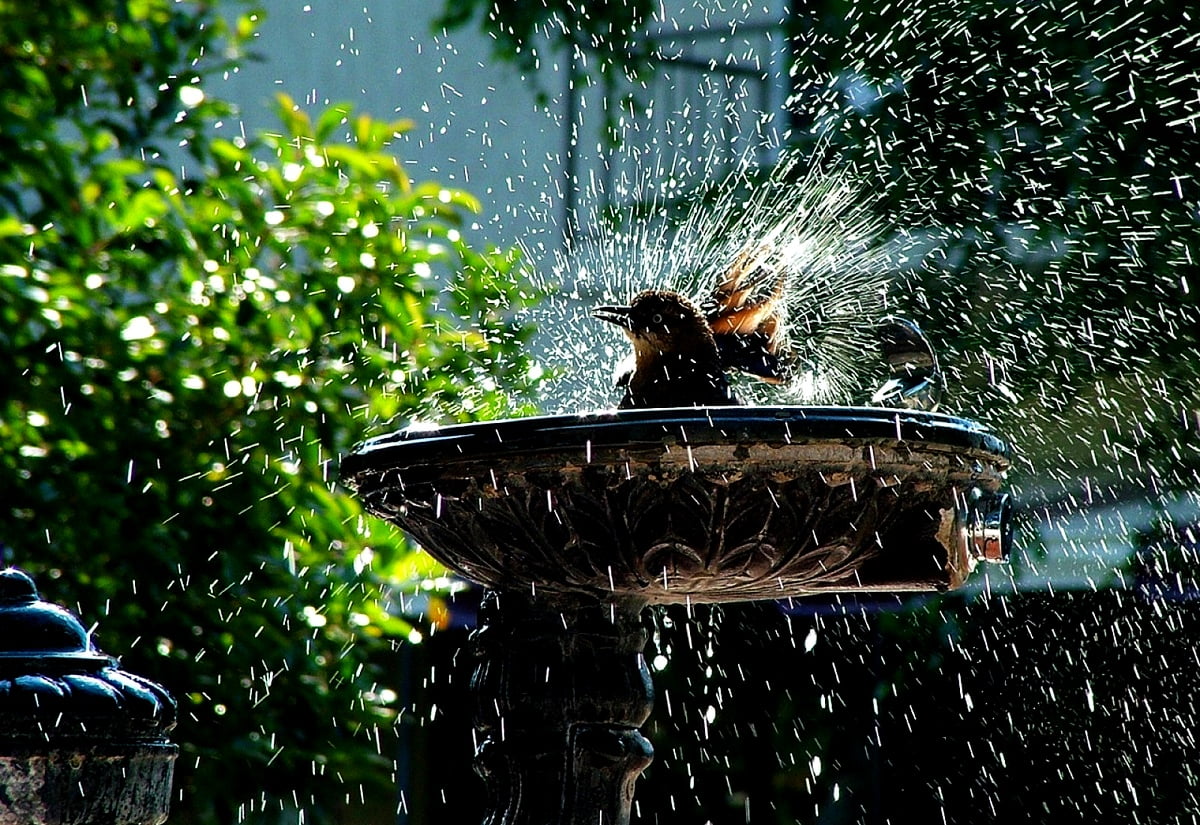 Achtergrond Vogel, Dieren, Fontein | Beste Gratis achtergronden