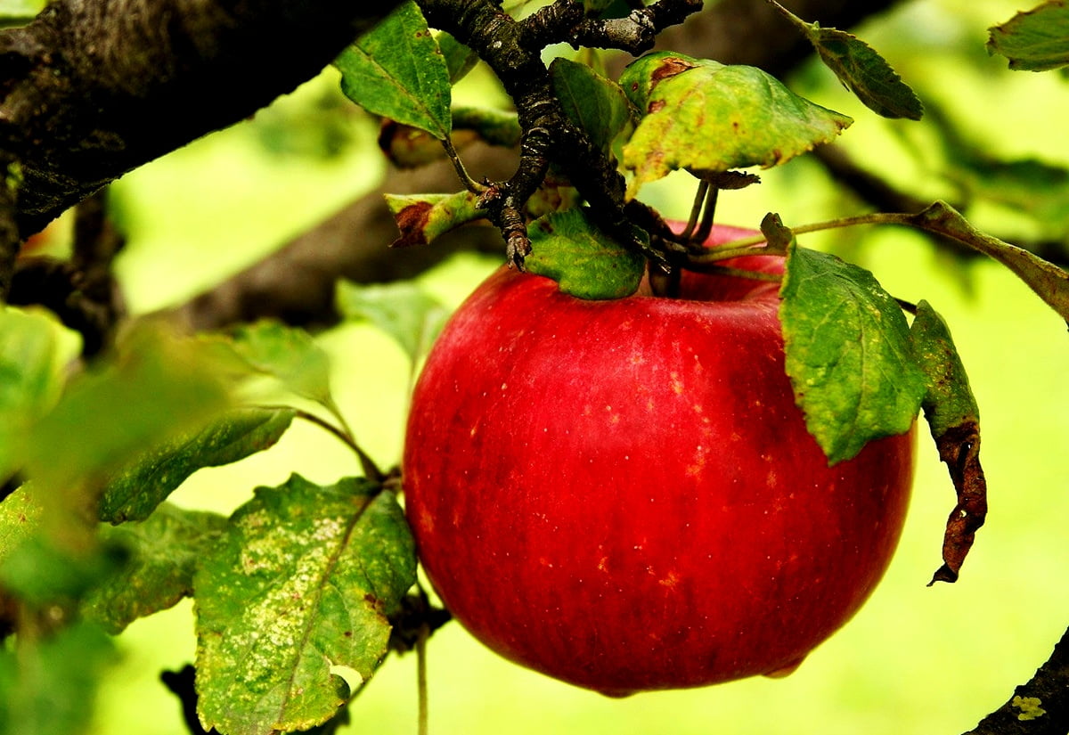 80+ Appel achtergronden HD 🔥 Gratis afbeeldingen