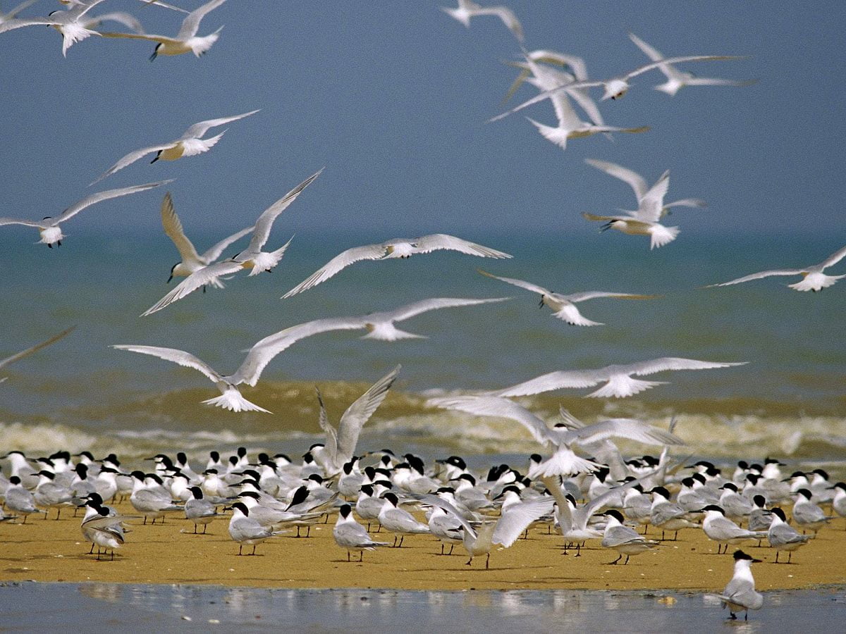 Mooie achtergrond Vogel, Zwerm, Oceaan Leven | Gratis achtergronden