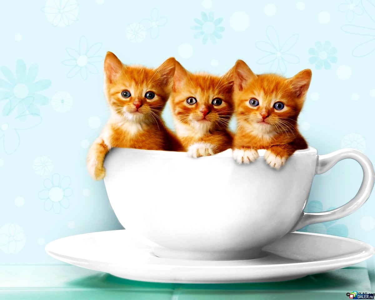 Katten, Kittens, Kop desktop achtergrond | Gratis Beste afbeeldingen