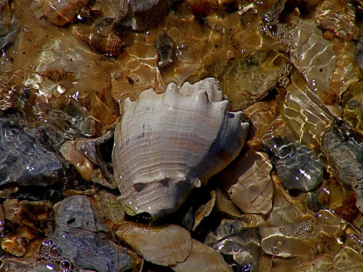 Oceaan Leven, Shell, Strand bureaublad achtergrond | TOP Gratis ...