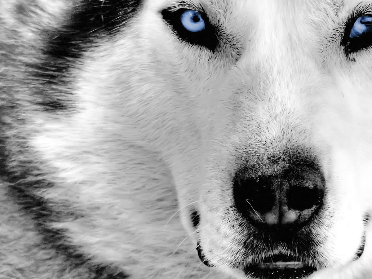 Siberische husky achtergronden HD 🔥 Gratis afbeeldingen