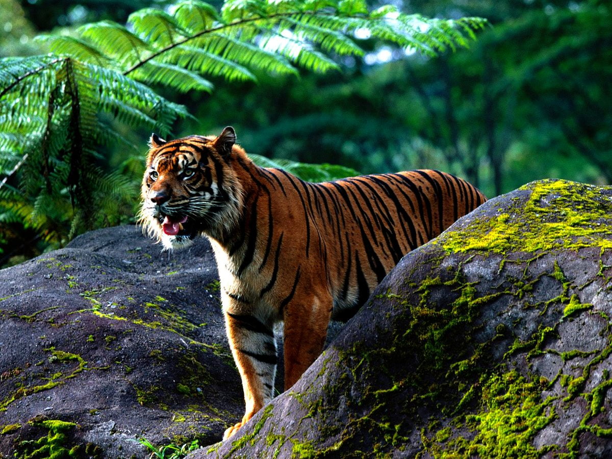 100+ Tijger achtergronden HD | Gratis afbeeldingen