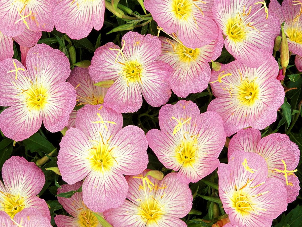 2000+ HD achtergronden Bloemen | Gratis afbeeldingen