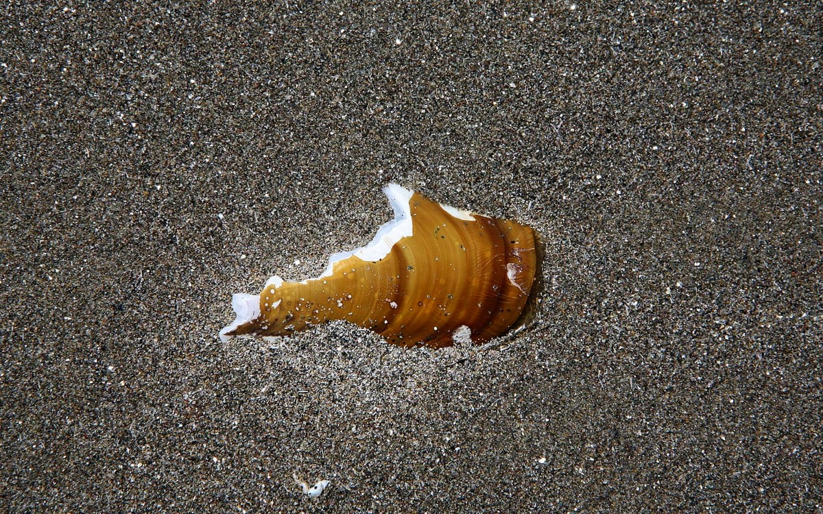 Macbook bureaublad achtergrond Shell, Dieren, Schelp | Gratis TOP ...