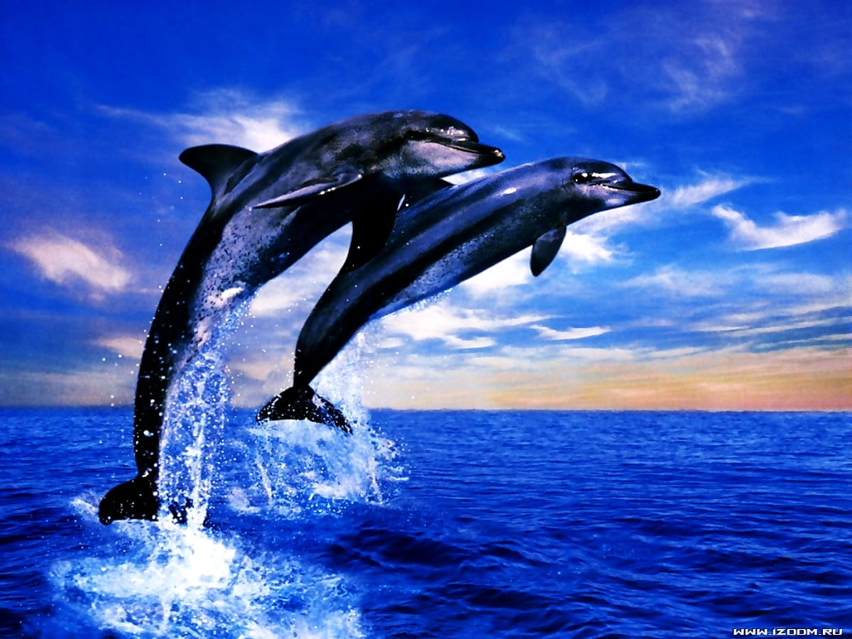 Achtergrond Dolfijn, Tursiops, Sprong | Download Beste achtergronden