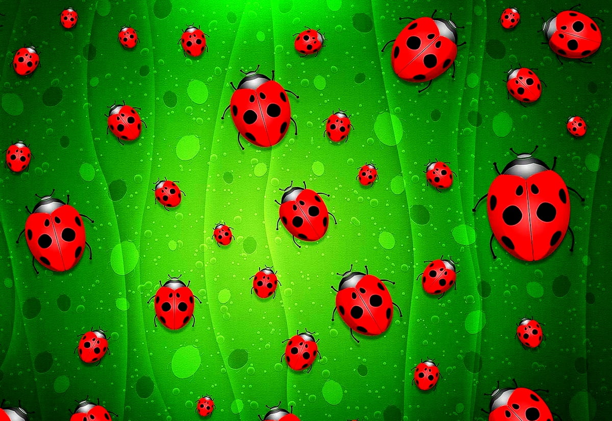3D, Lieveheersbeestje, Groene bureaublad achtergrond | TOP Gratis ...