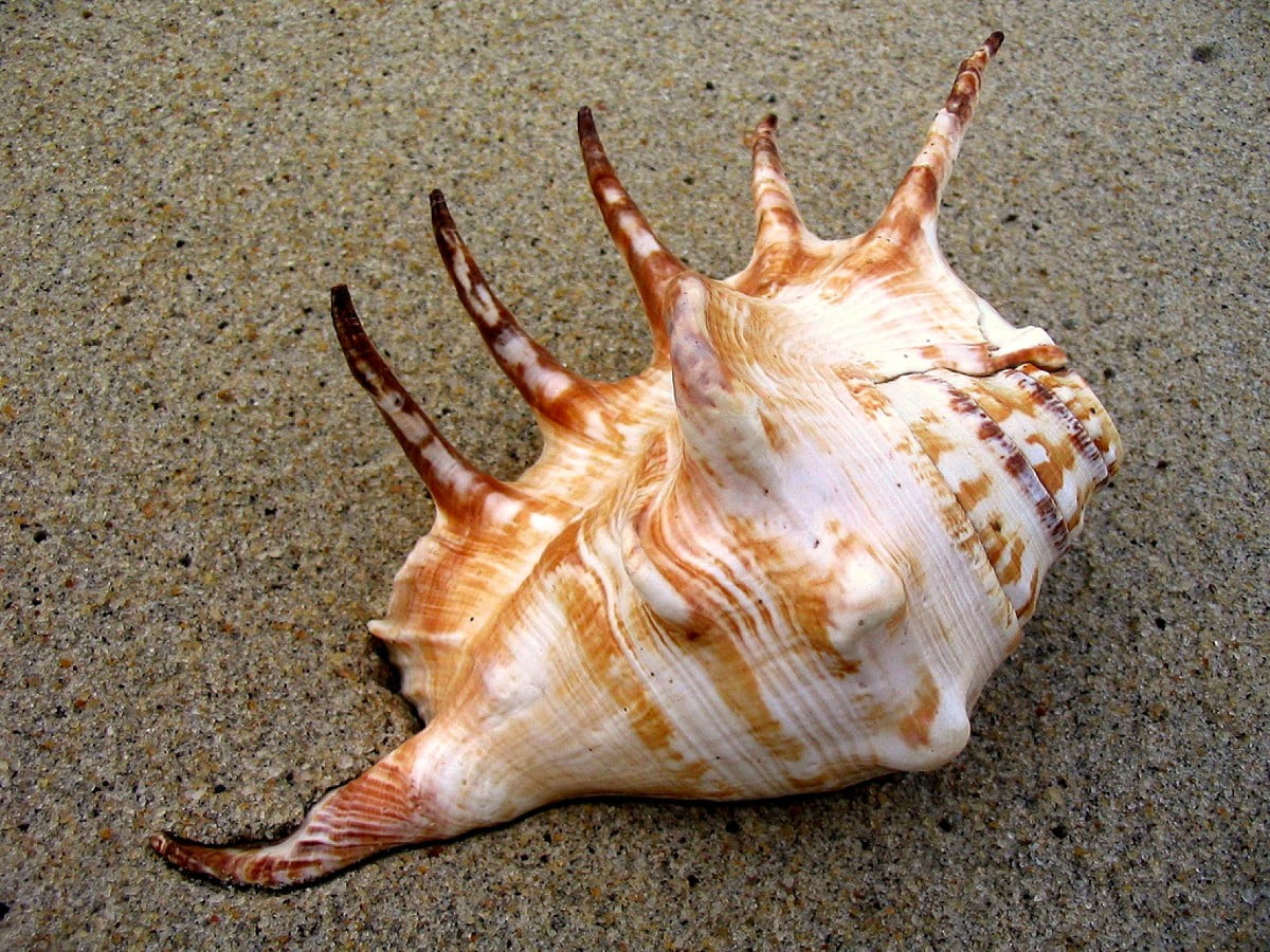 Schelp, Shell, Shankha achtergrond | Beste Gratis achtergronden