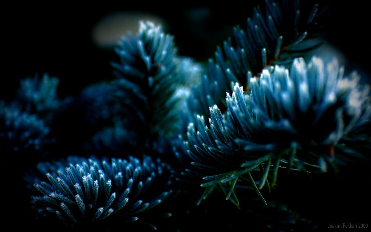 Blauwe spar achtergronden HD | Gratis afbeeldingen