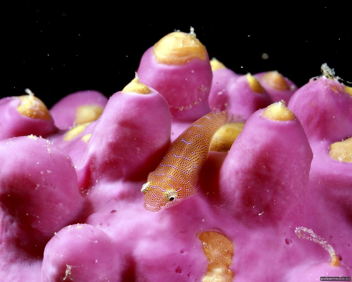 Weekdieren, Roze, Fruit bureaublad achtergrond | Download achtergronden