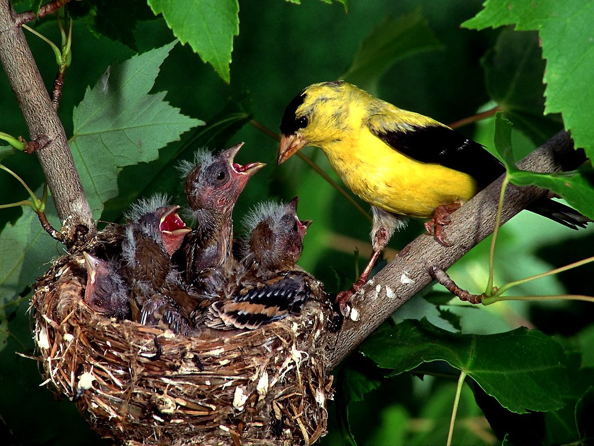 Vogel, Vogelnest, Nest achtergrond | TOP Gratis achtergronden