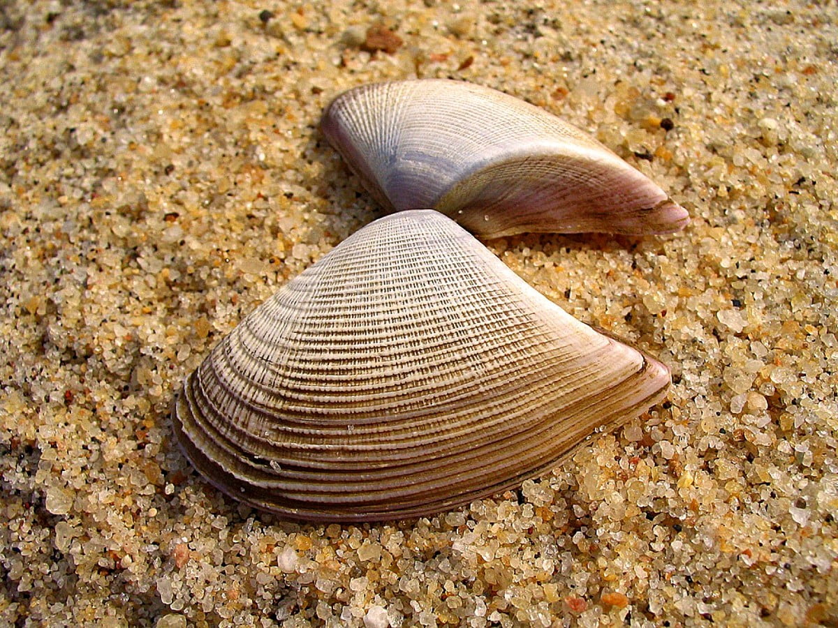 Shell, Dieren, Weekdieren achtergrond | TOP Gratis achtergronden