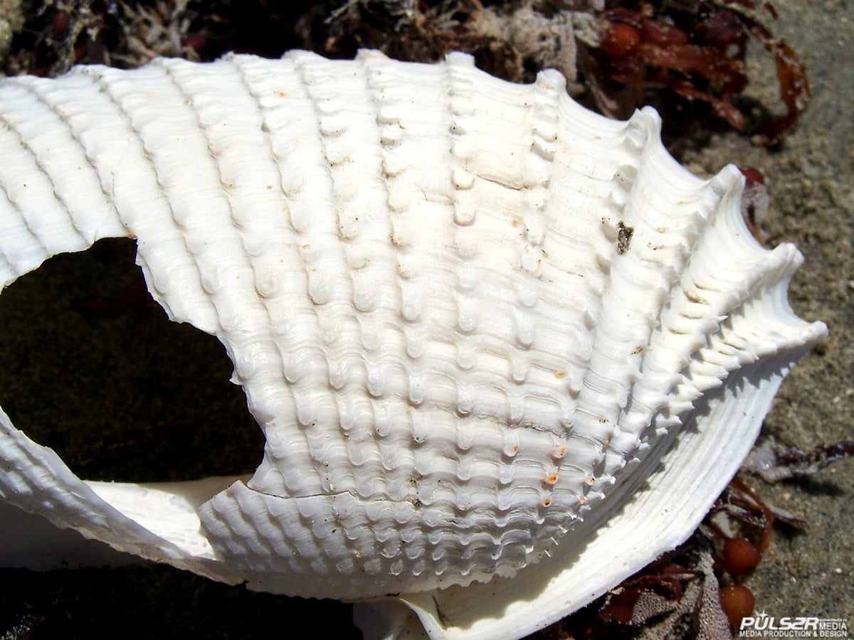 210+ Bureaublad achtergronden Shell 🔥 Gratis wallpapers