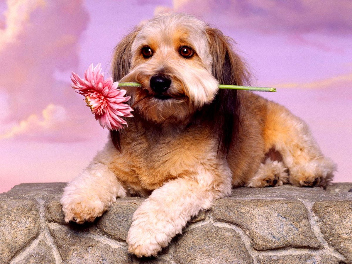 180+ Honden achtergronden HD 🔥 Gratis afbeeldingen