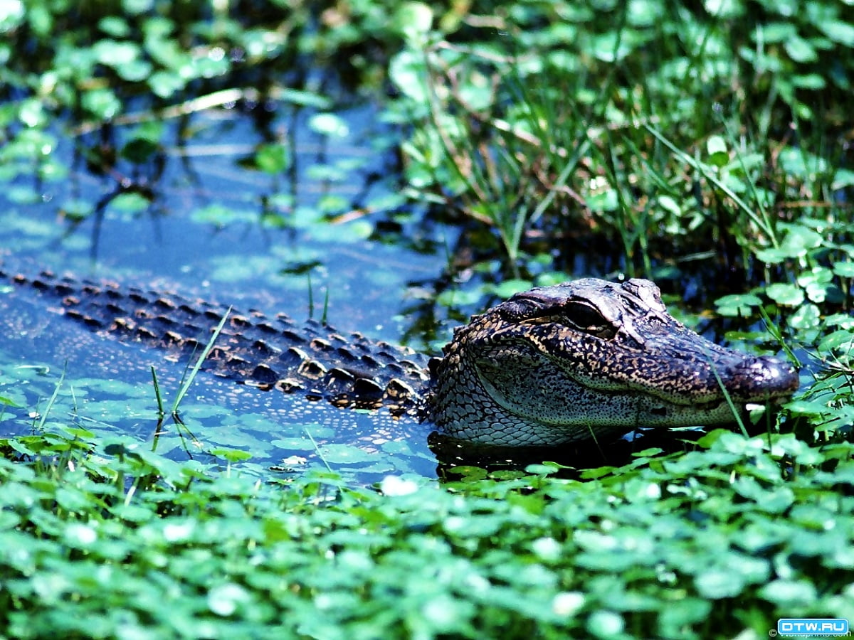 Beste achtergrond afbeelding Alligator, Reptiel, Mississippialligator ...