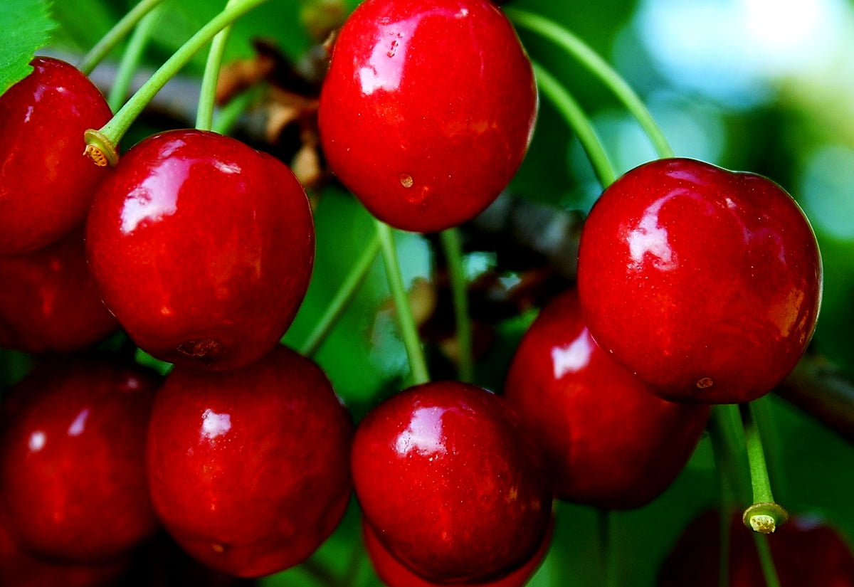 Fruit, Kers-, Eten achtergrond | Download achtergronden
