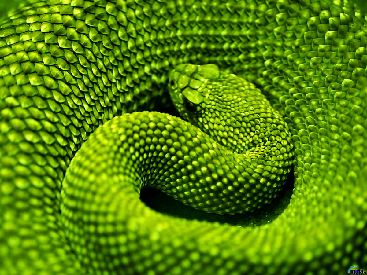 Esthetische Slang Dieren Gladde Groene Slang Achtergrond Gratis TOP