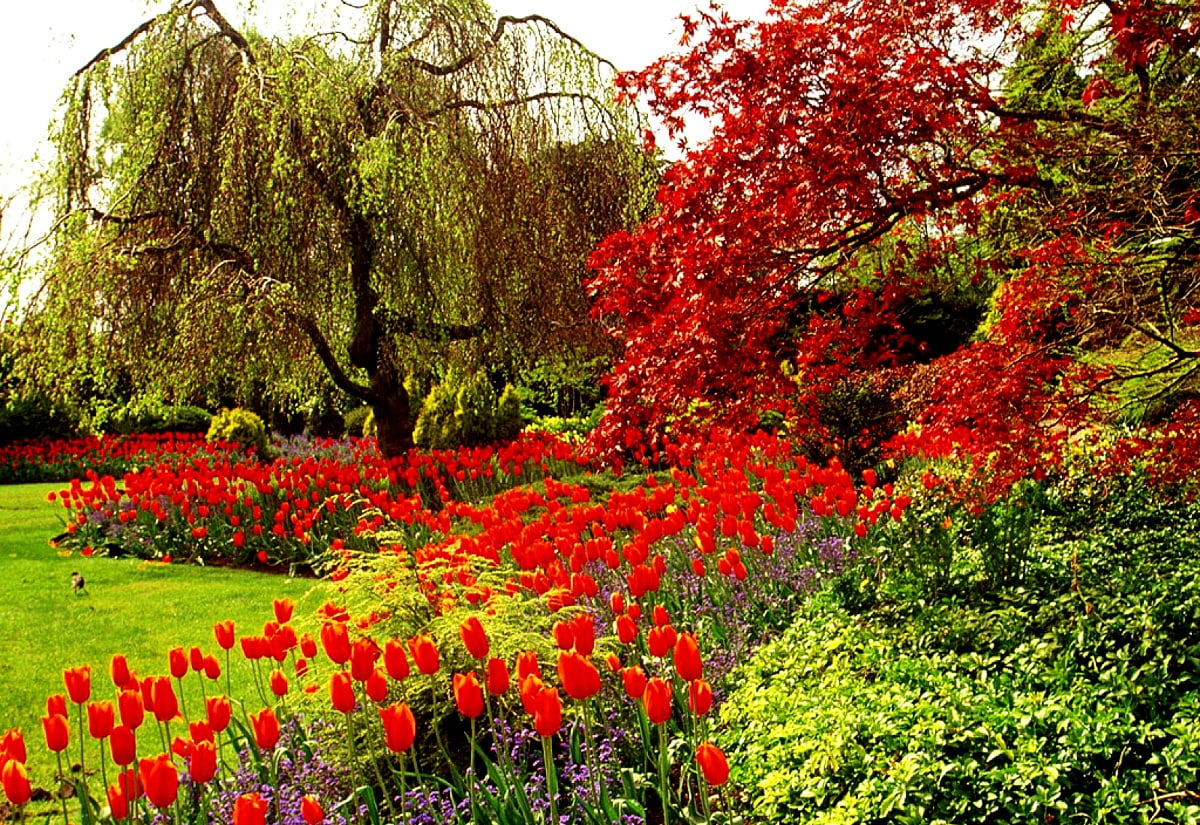 30+ Botanische tuin achtergronden HD 🔥 Gratis afbeeldingen