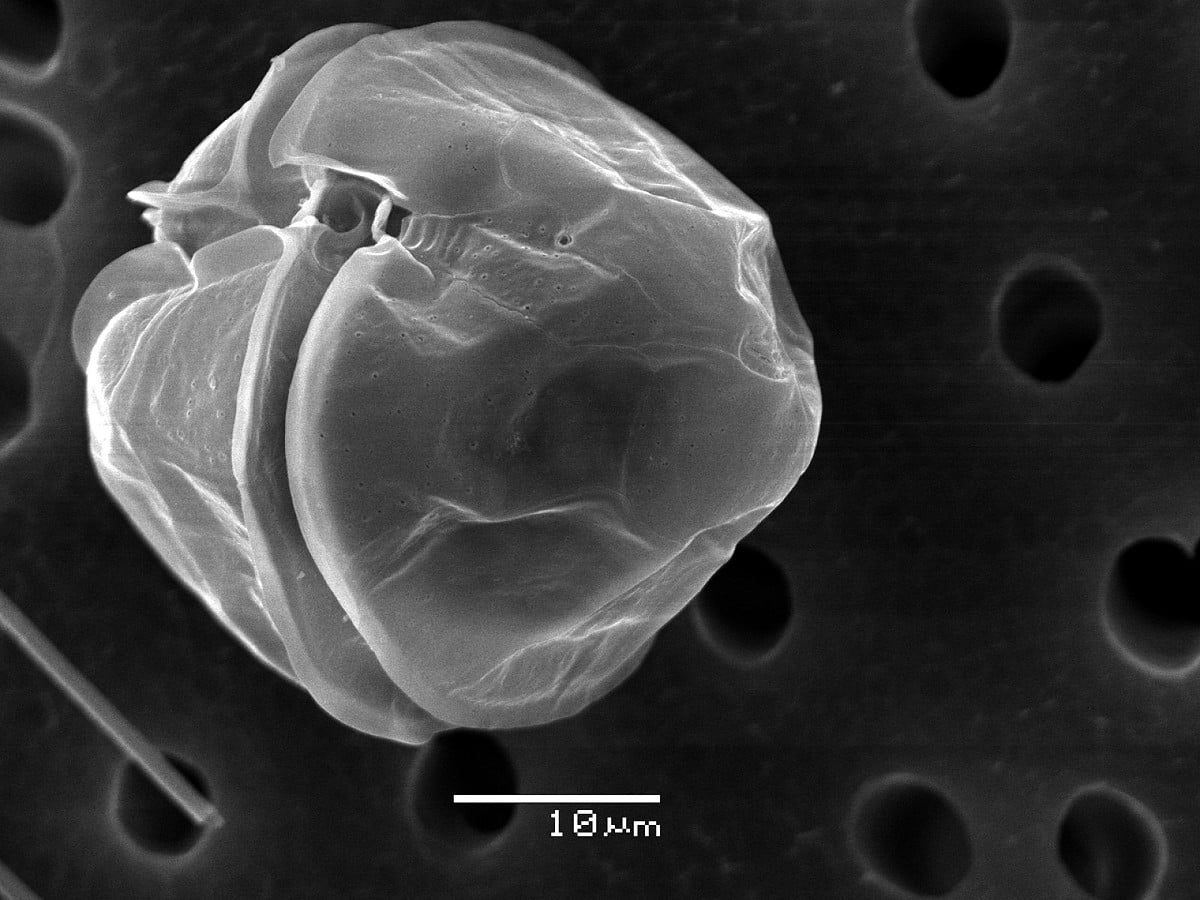 Medische beeldvorming achtergronden HD | Gratis afbeeldingen