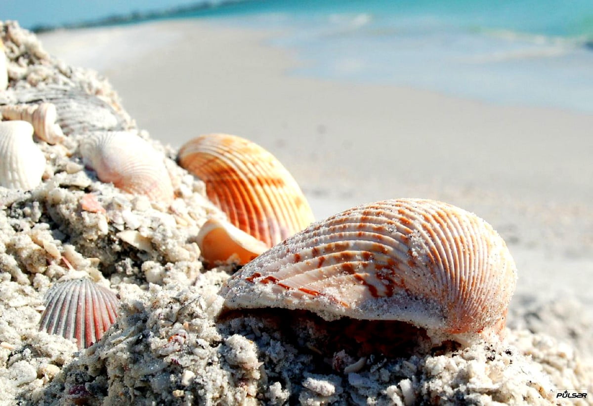 Macbook bureaublad achtergrond Shell, Dieren, Schelp | Gratis TOP ...