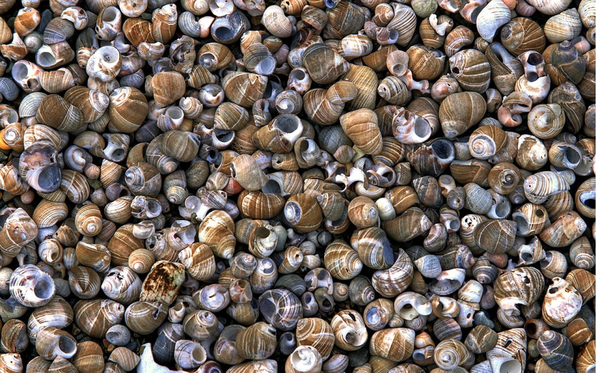 Bureaublad achtergrond Shell, Rotsen, Stenen | Beste Gratis achtergronden