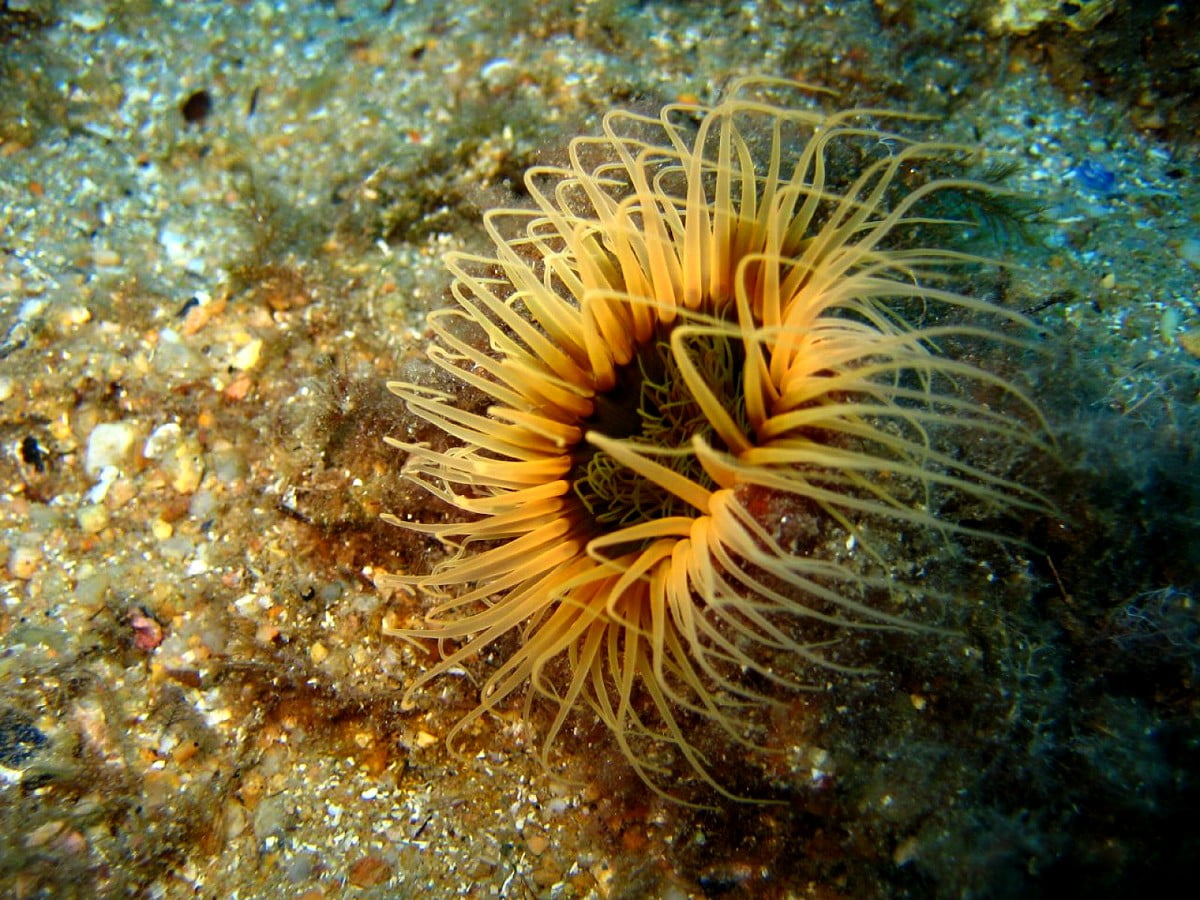 50+ Zeeanemoon achtergronden HD | Gratis afbeeldingen