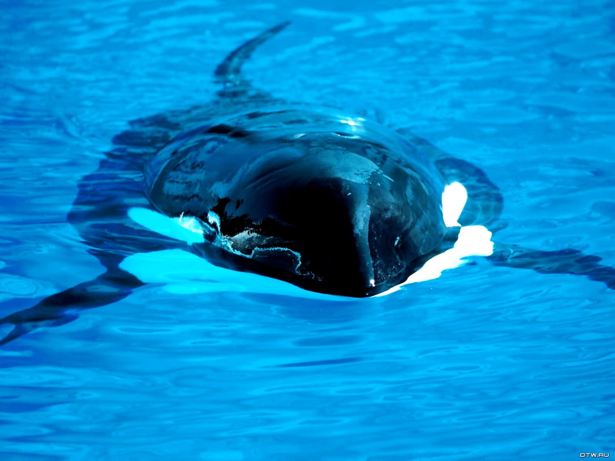 60+ Walvis achtergronden HD | Gratis afbeeldingen