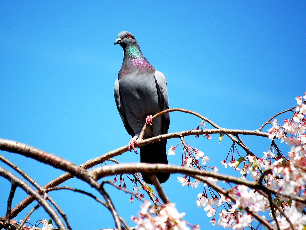 670+ HD achtergronden Vogel | Gratis afbeeldingen