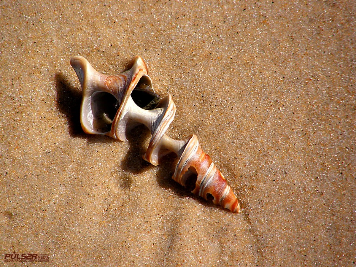 60+ Schelp achtergronden HD | Gratis afbeeldingen