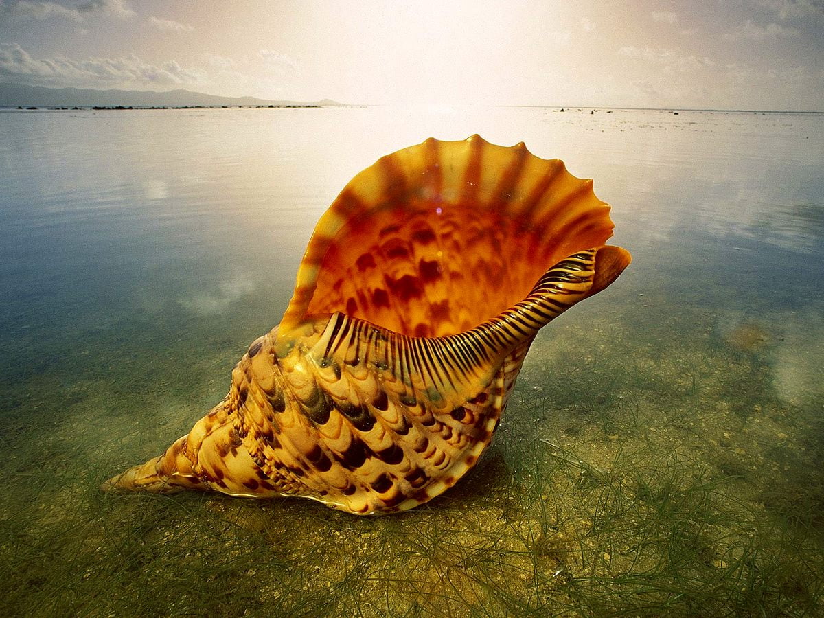 Bureaubladafbeelding Verbluffende Foto's, Schelp, Shell | Gratis wallpapers