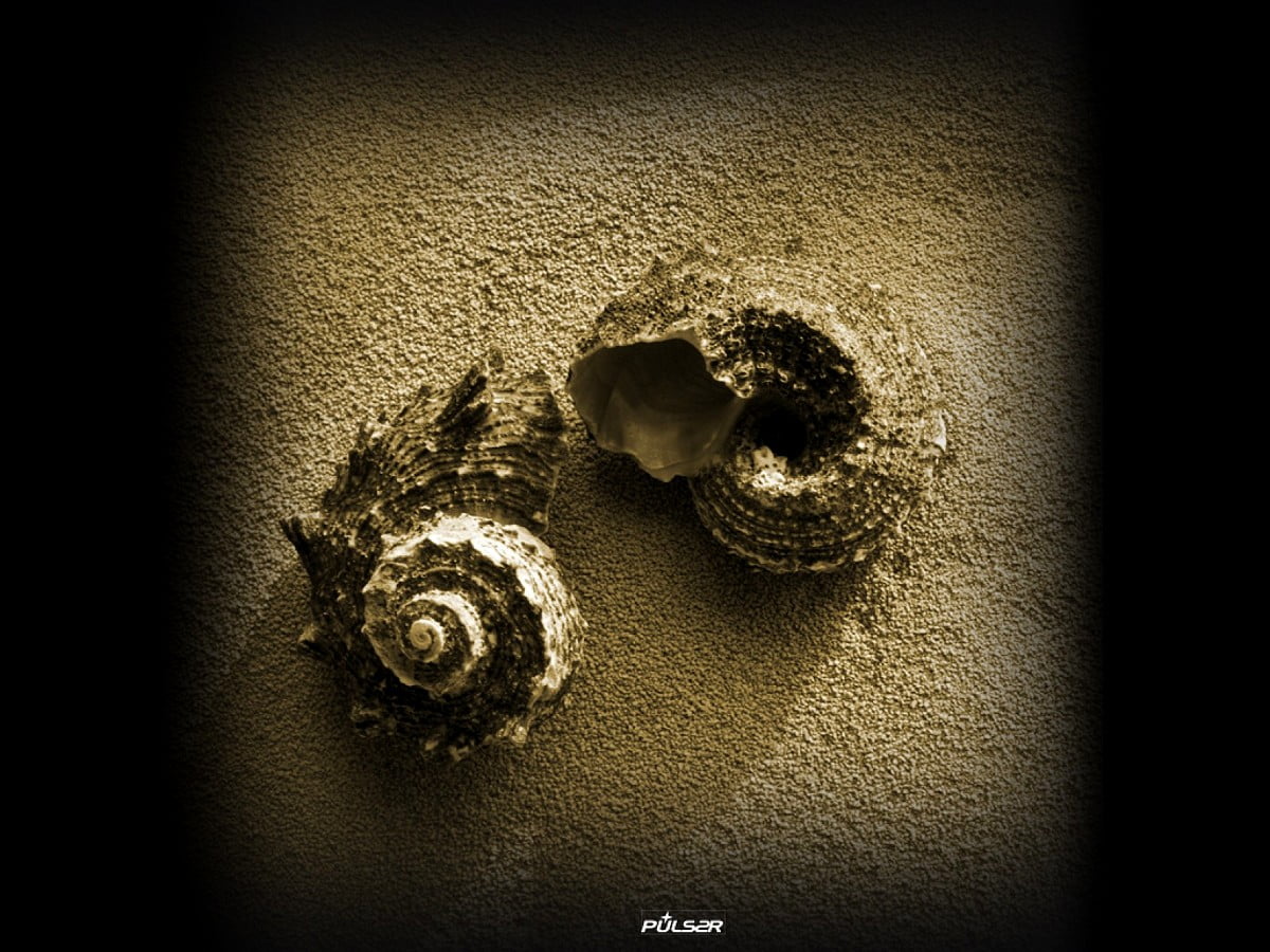 210+ 4K achtergronden Shell 🔥 Gratis foto's