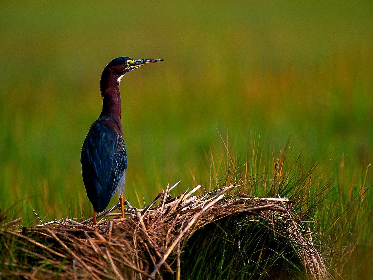 Groene reiger achtergronden HD | Gratis afbeeldingen