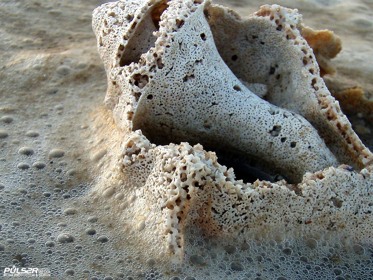 210+ Bureaublad achtergronden Shell | Gratis wallpapers