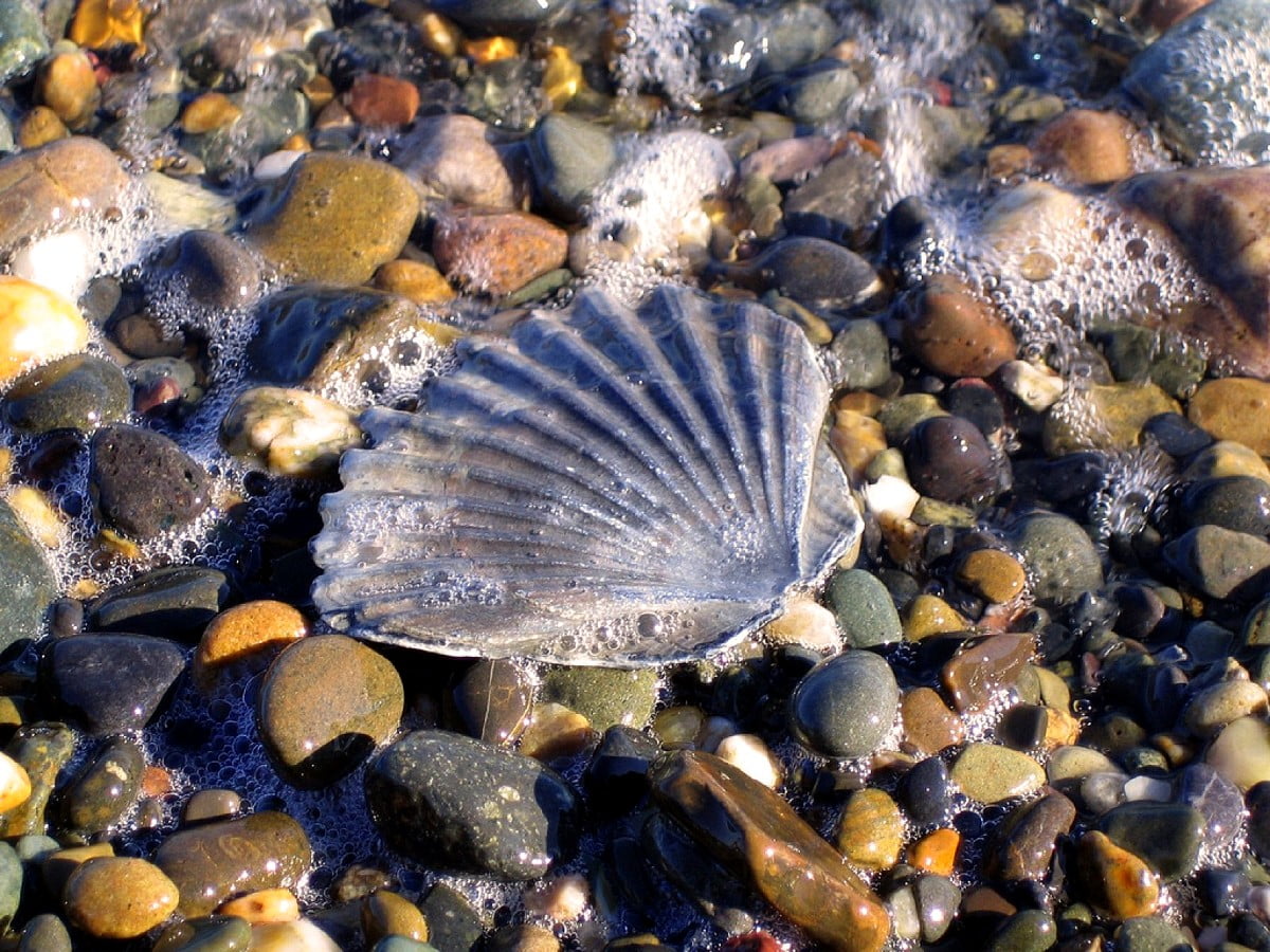 Shell, Rif, Dieren achtergrond | TOP Gratis achtergronden