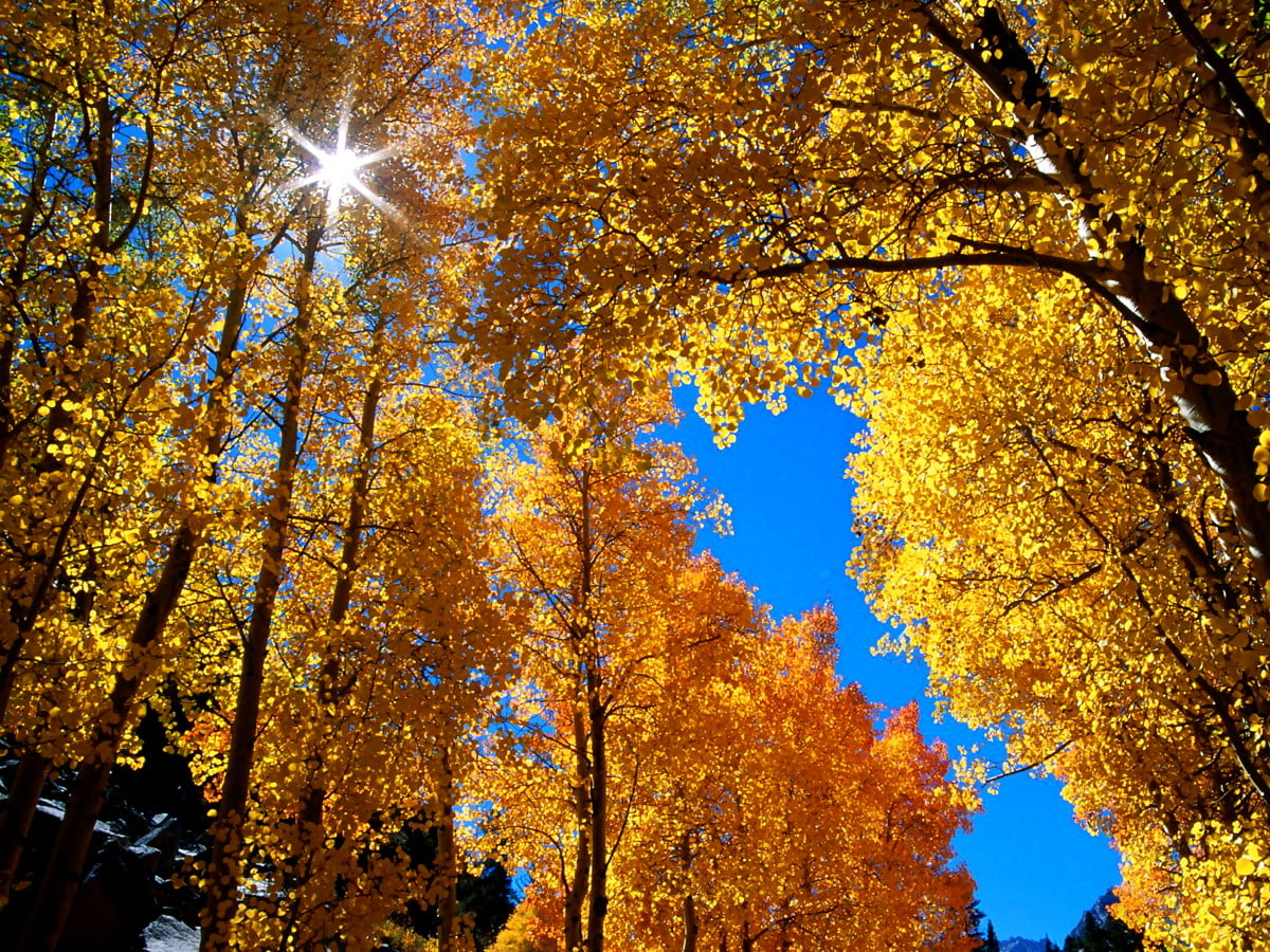 340+ Herfst wallpapers HD | Gratis achtergronden
