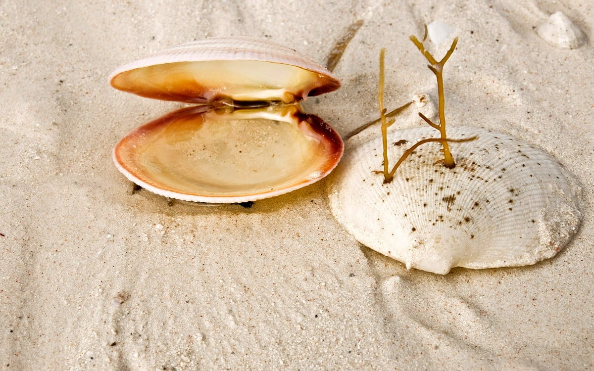 Shell, Nagerecht bureaublad achtergrond | Gratis Beste afbeeldingen