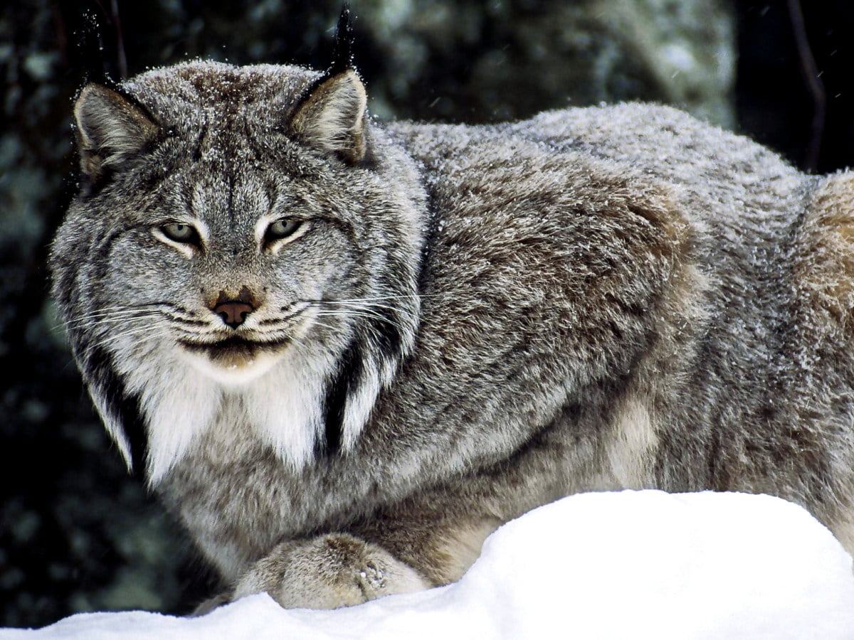 Dieren, Lynx, Wilde Kat bureaublad achtergrond | Beste Gratis afbeeldingen