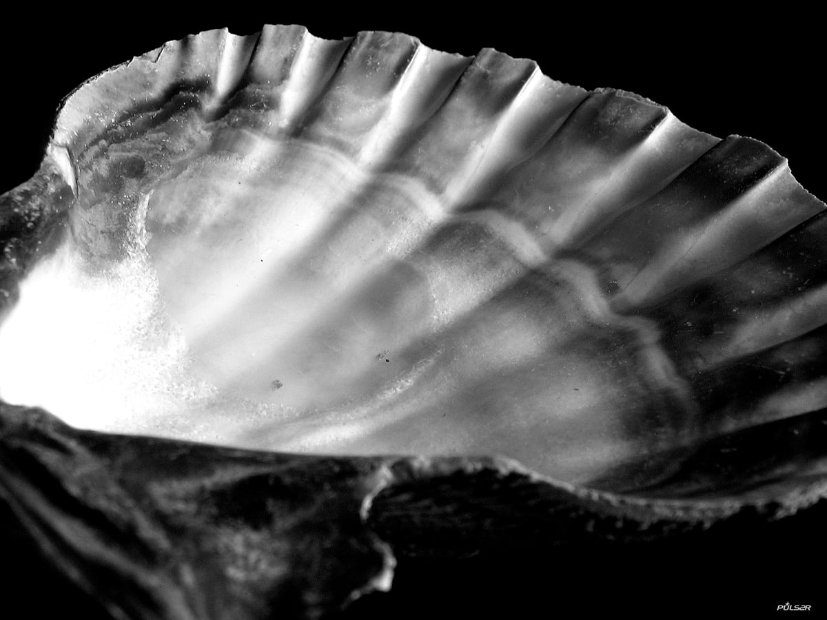 210+ Shell achtergronden telefoon | Gratis afbeeldingen