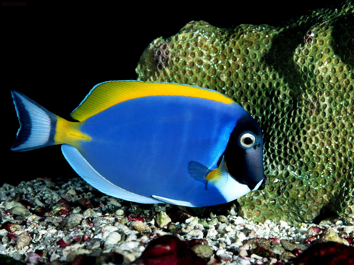 Mooie achtergrond Kleurrijke Vissen, Vis, Rif | TOP Gratis foto's