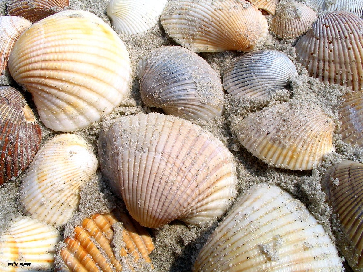 2000+ Dieren achtergronden telefoon | Gratis afbeeldingen