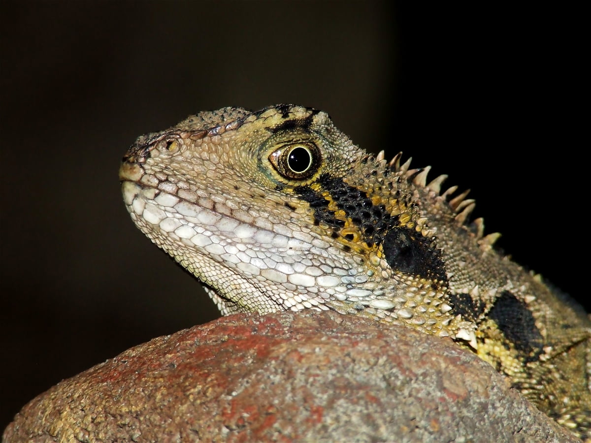 Bureaubladafbeelding Reptiel, Dieren, Hagedis | Gratis wallpapers