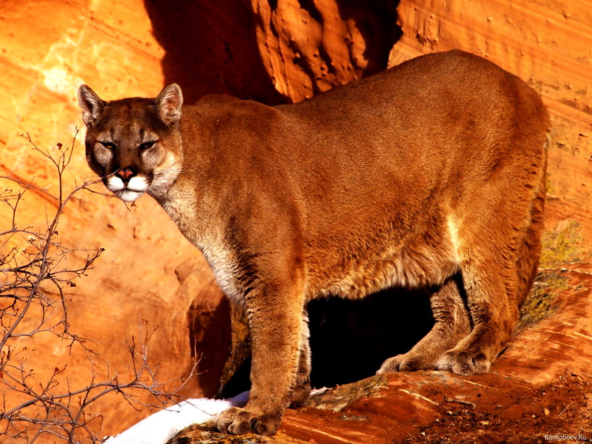 Poema achtergronden HD | Gratis afbeeldingen