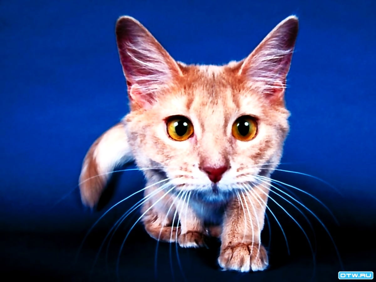 Katten, Dieren, Huiskat bureaublad achtergrond | Download Gratis ...
