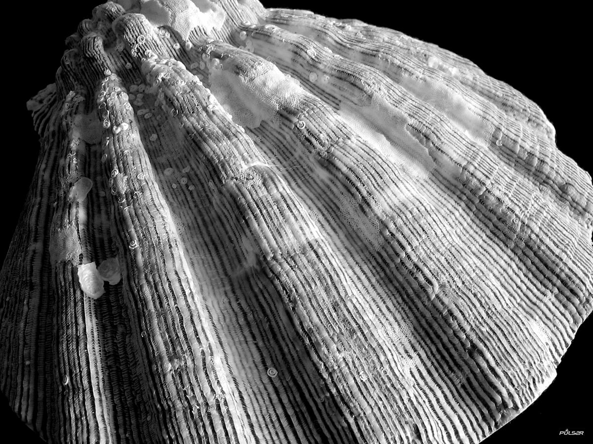 210+ 4K achtergronden Shell | Gratis foto's