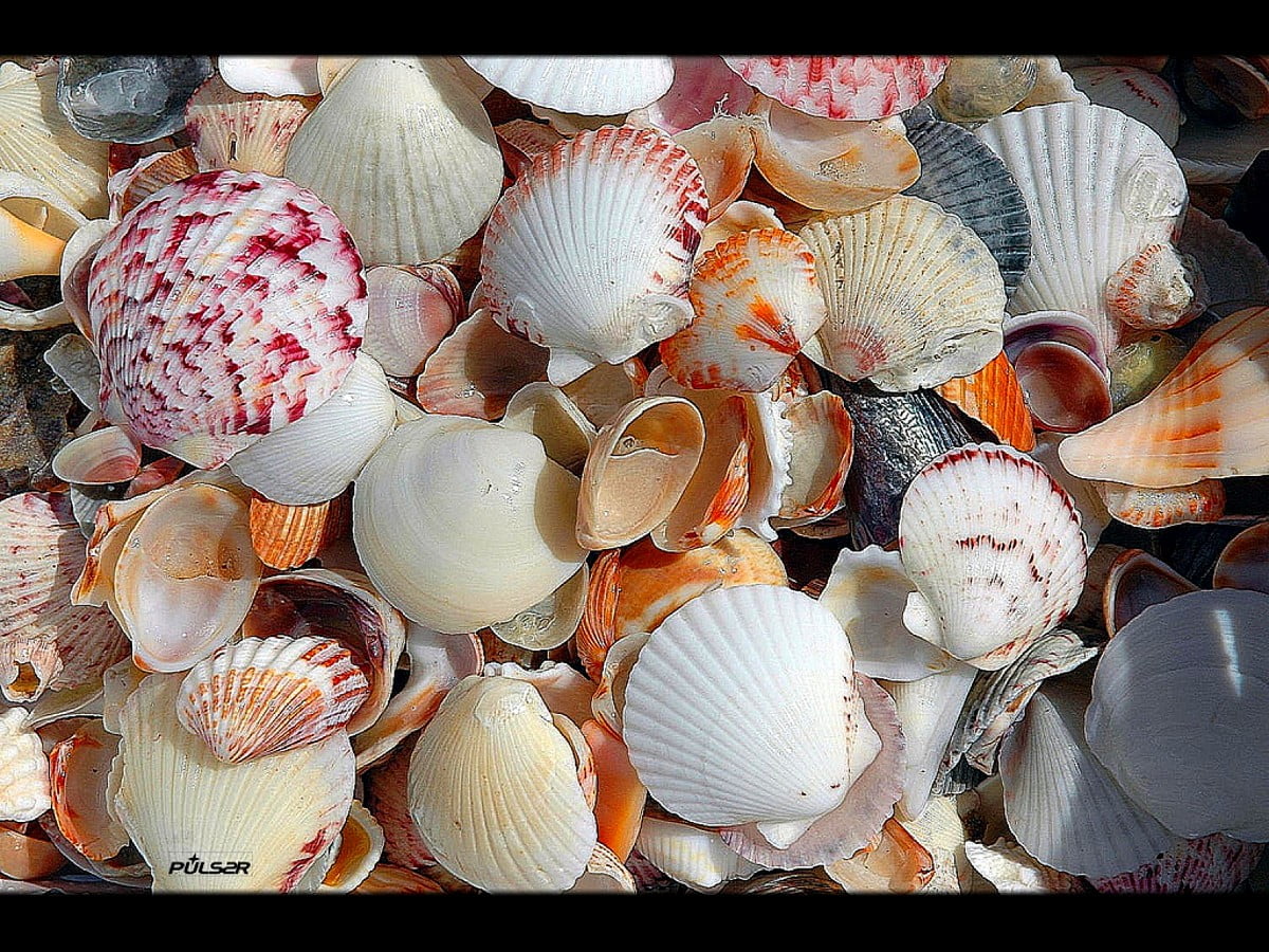Shell, Schelp, Weekdieren achtergrond widescreen | Beste Gratis ...